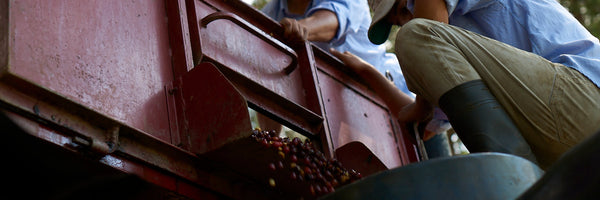 Costa Rica, Cascarra from Alejo Castro – Stillers Coffee