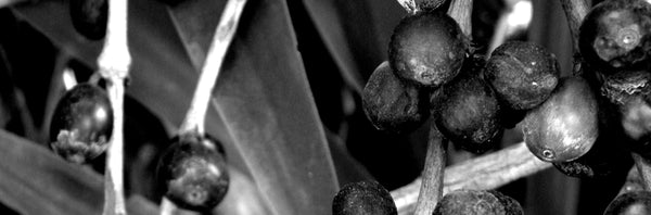 Coffee – Stillers Coffee